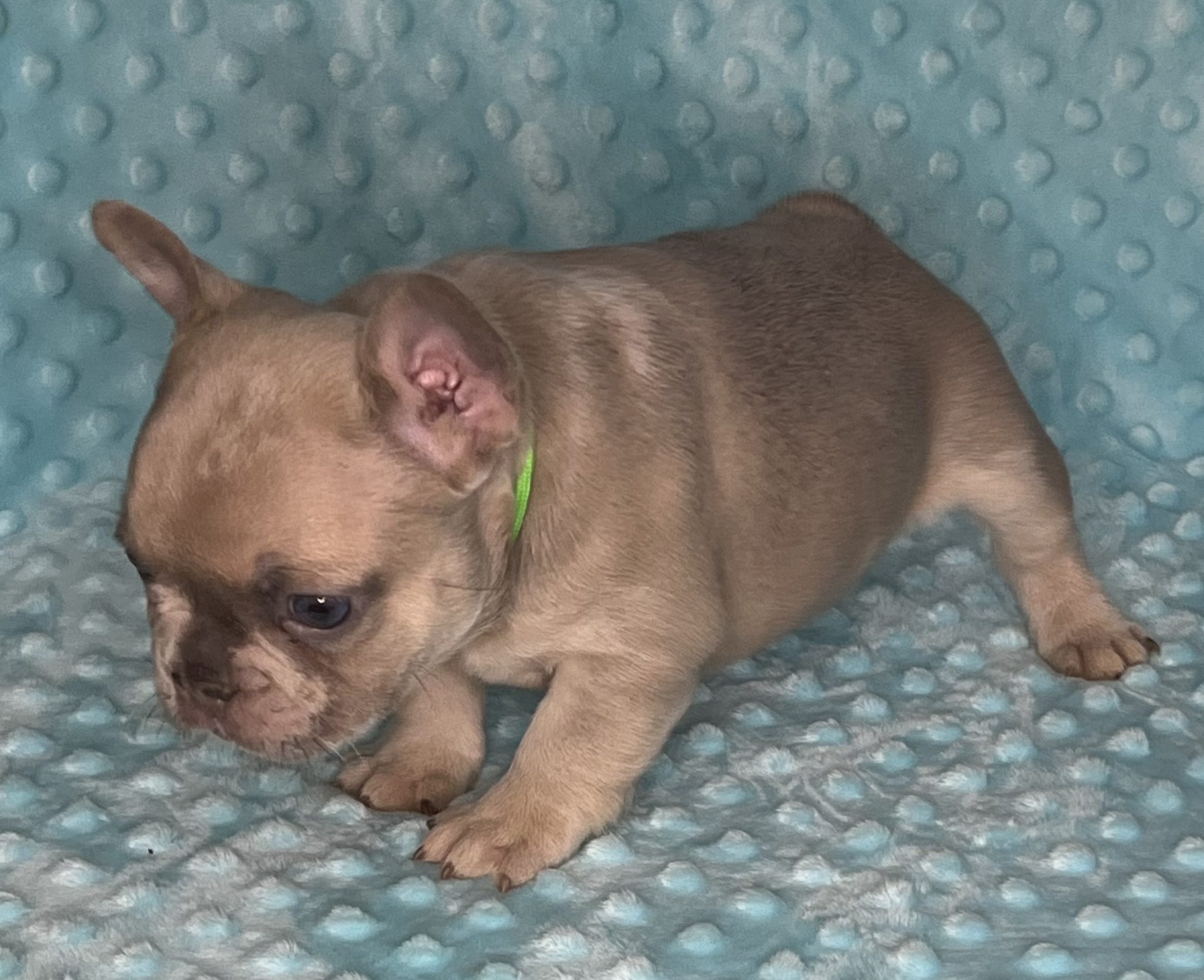 June Frenchie Puppy Update! | Butler Pugs And Frenchies