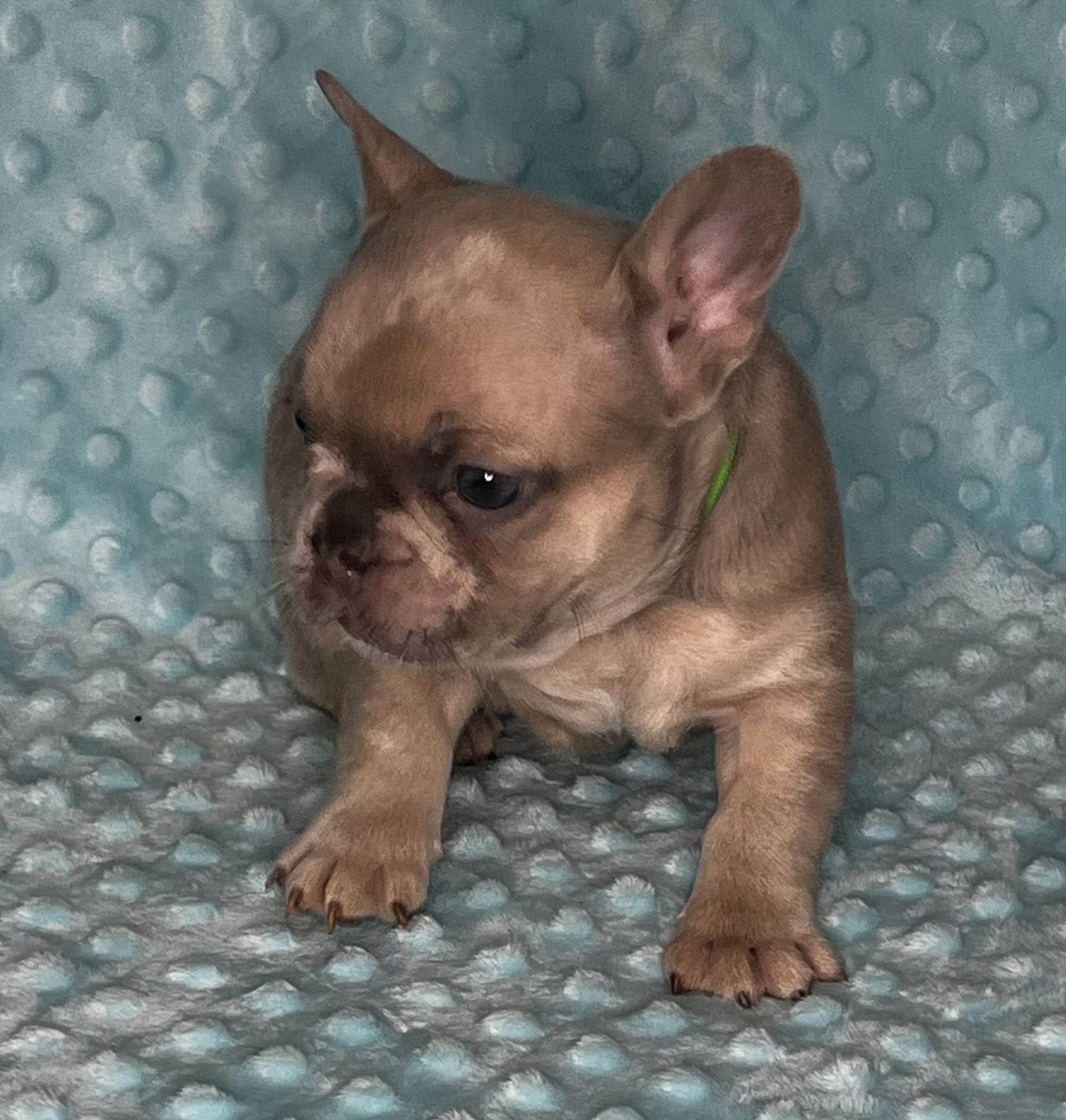 June Frenchie Puppy Update! | Butler Pugs And Frenchies