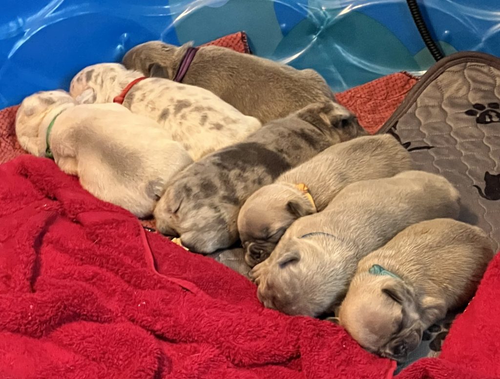 Frenchie Puppies! AVAILABLE NOW! | Butler Pugs And Frenchies