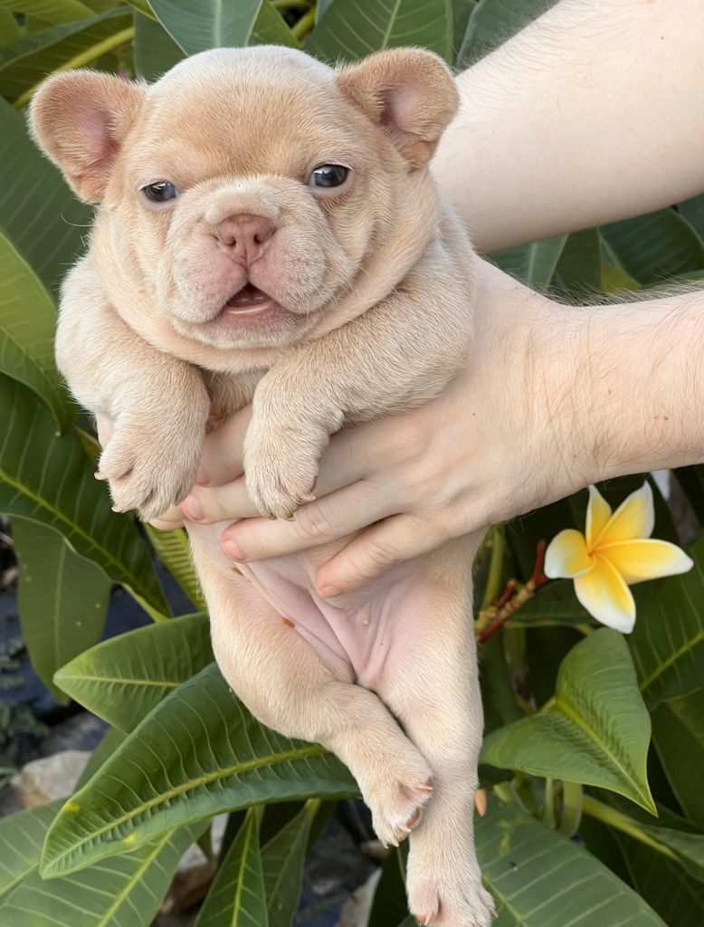 NEW Frenchie Litter! AVAILABLE Aug 11, 2023! | Butler Pugs And Frenchies